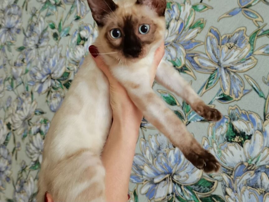 Котенок "Гав"