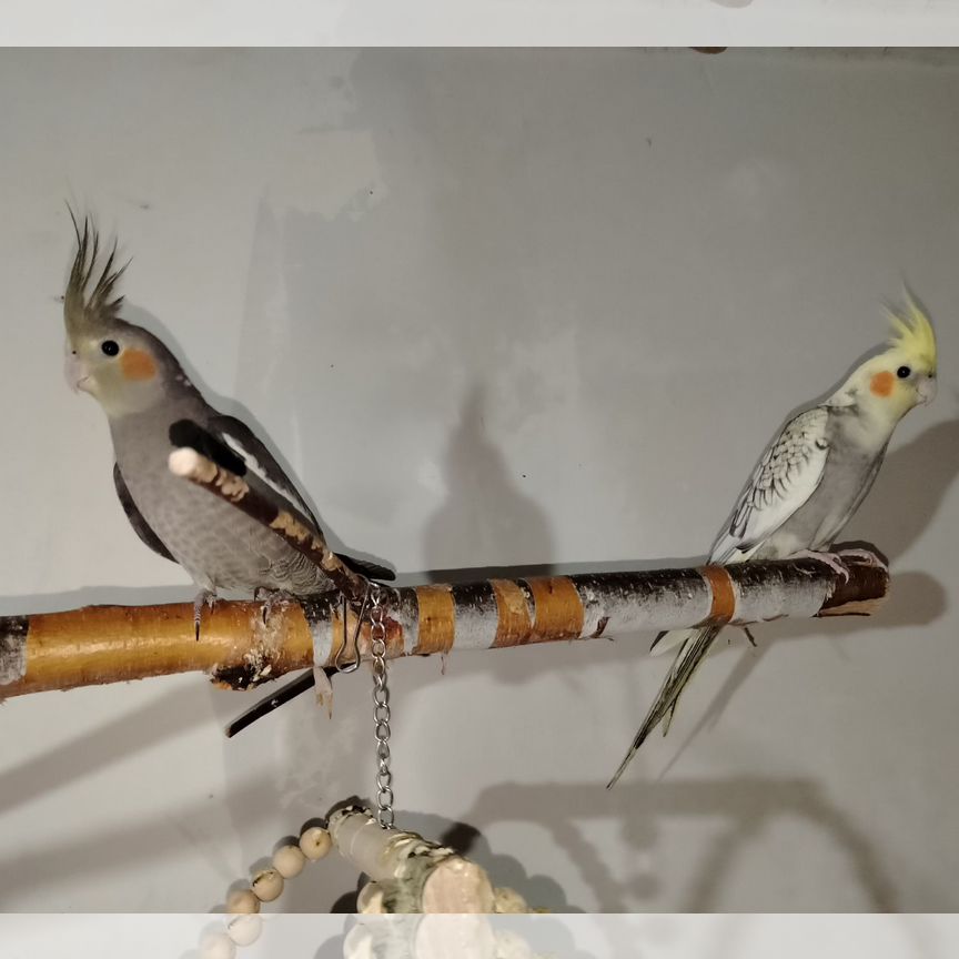 Попугай корелла птенец