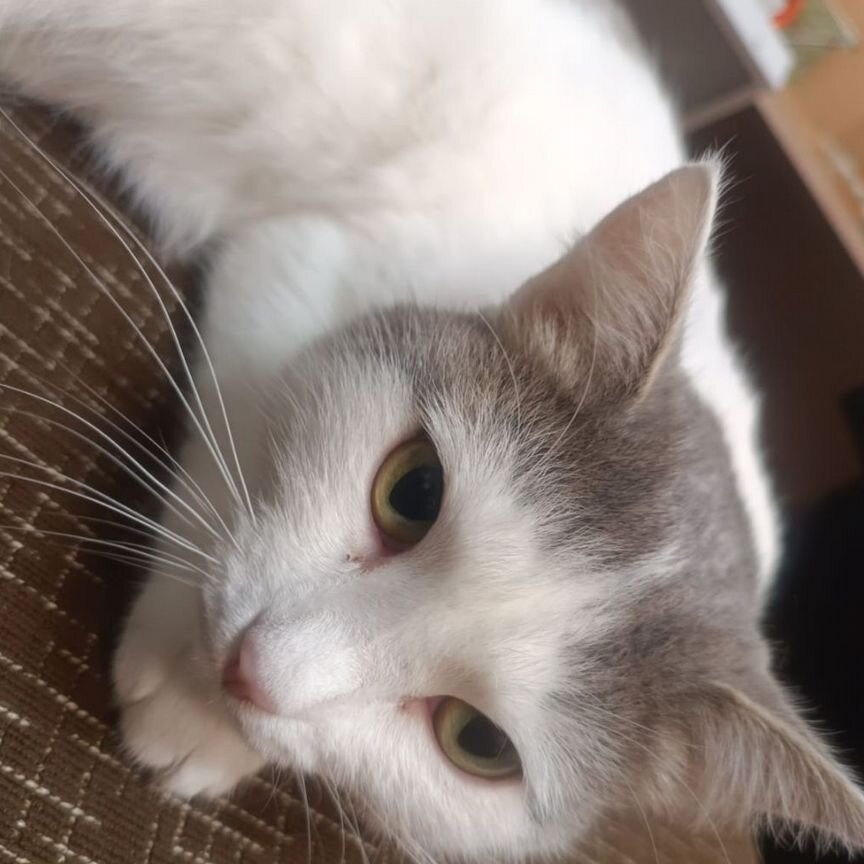 Кошечка