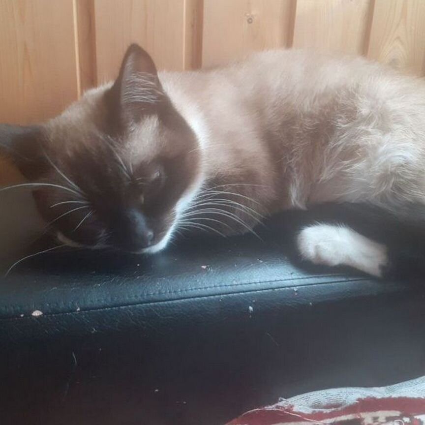 Сиамская, взрослая кошка