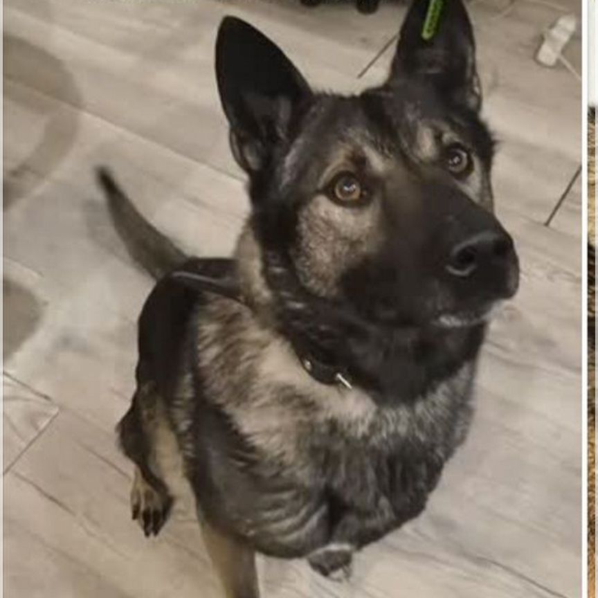 Взрослый пёс в добрые руки