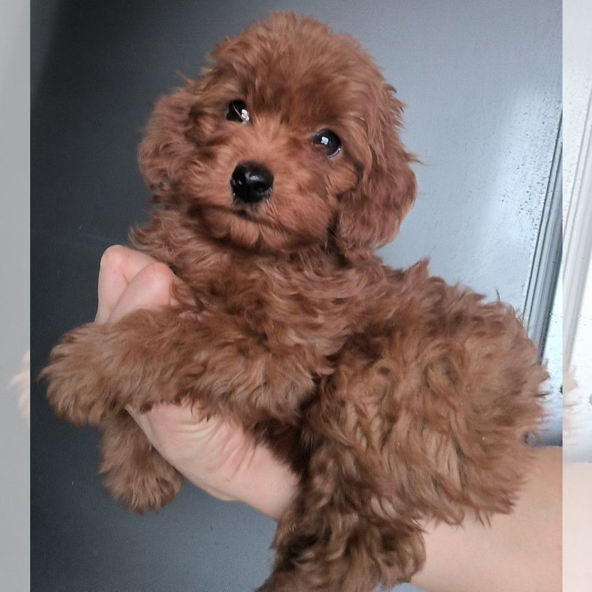 Той-пудель, щенок