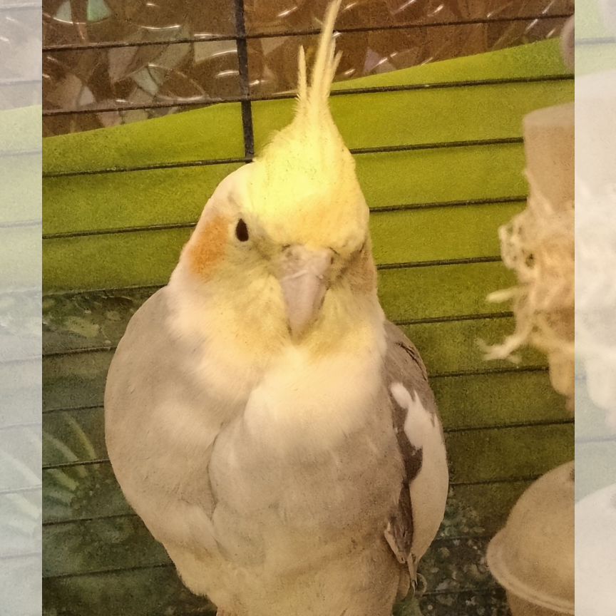 Попугай корелла с клеткой