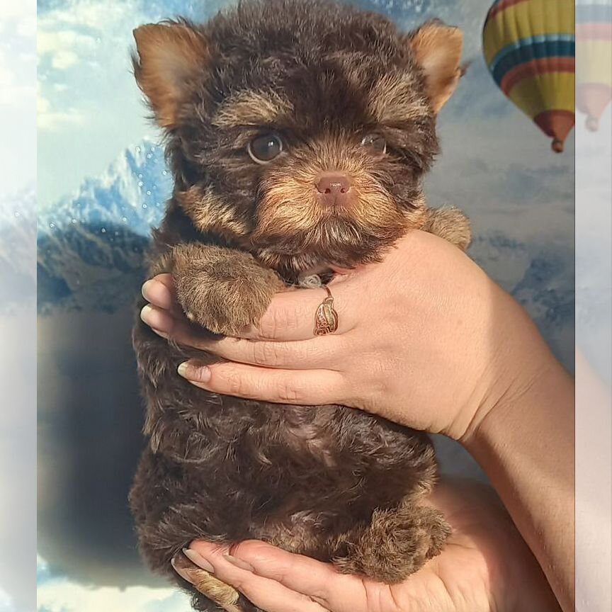 Йоркширский терьер, щенок