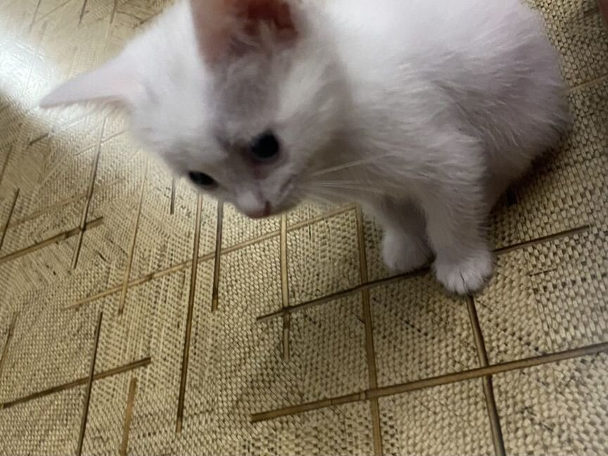 Белый пушистый котенок