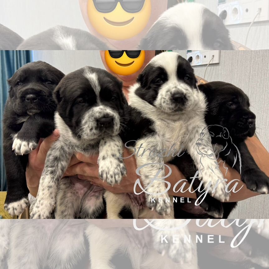 Среднеазиатская овчарка, щенок