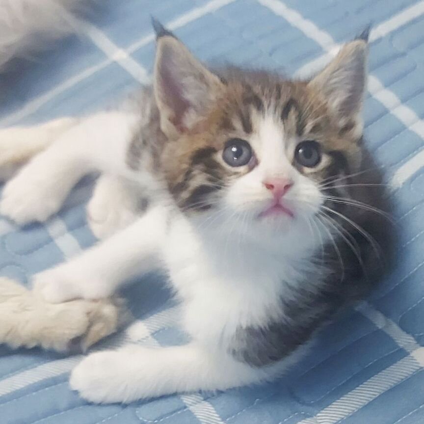 Котенок
