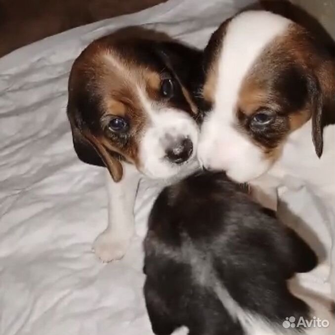 Эстонская гончая щенки