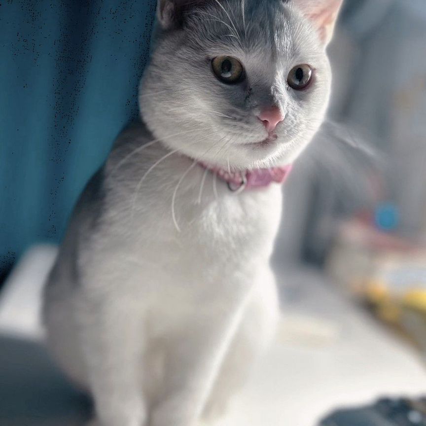 Котенок белый ласковая и спокойная малышка