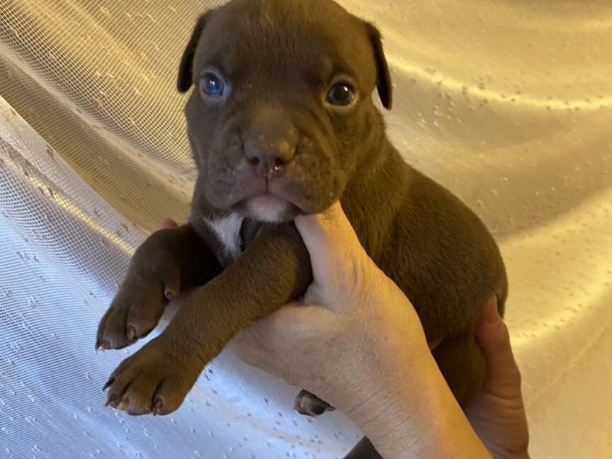 Американский булли classic