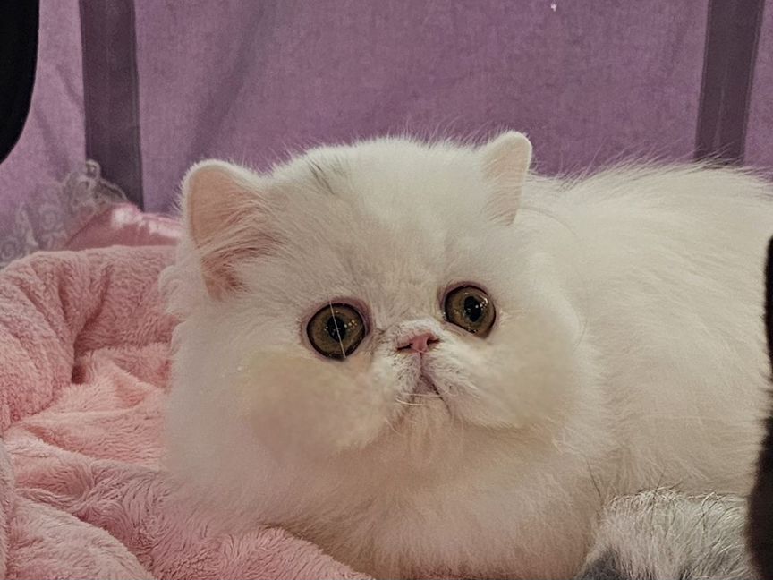 Персидский котенок в домашние любимцы