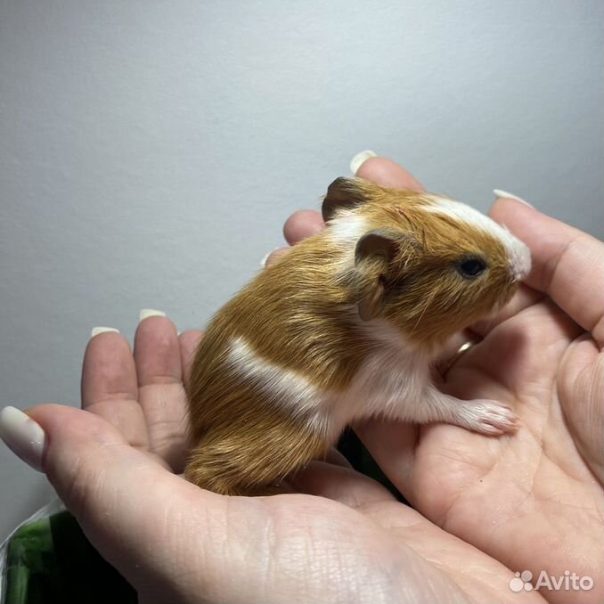 Морская свинка смесь тедди гладкошёрстная бронь