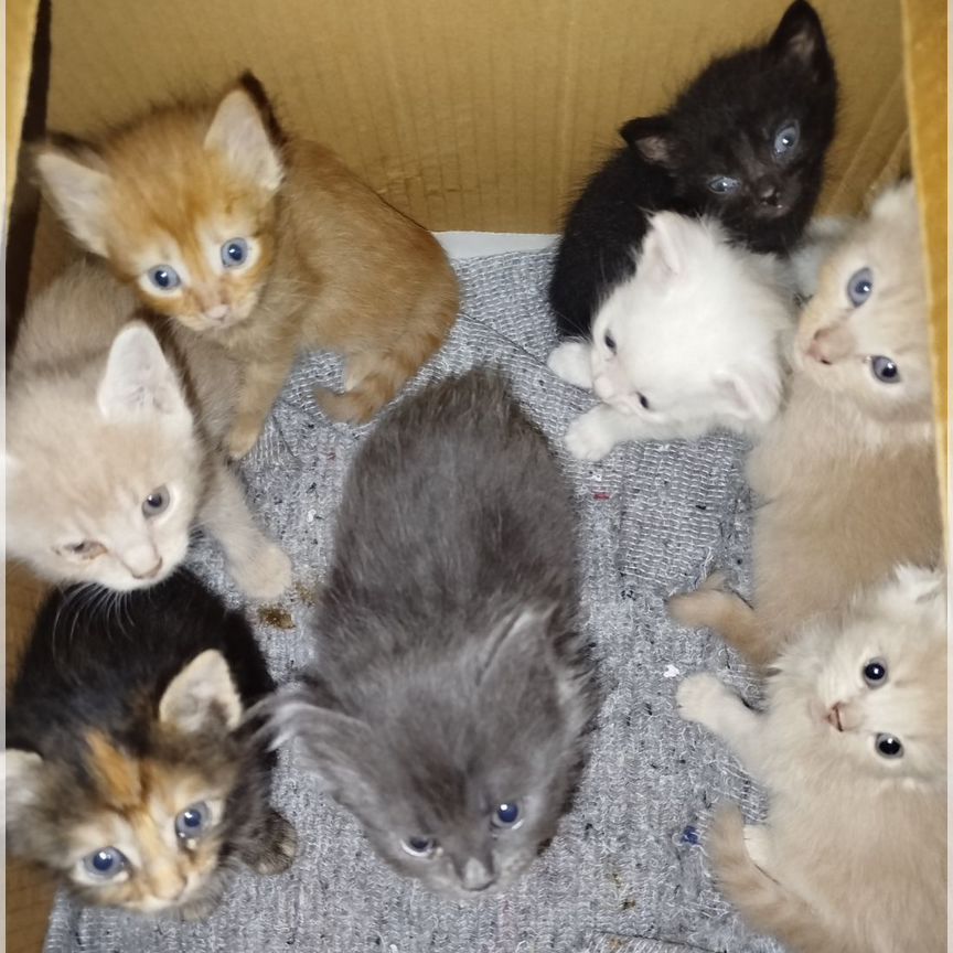 Котятки в добрые руки