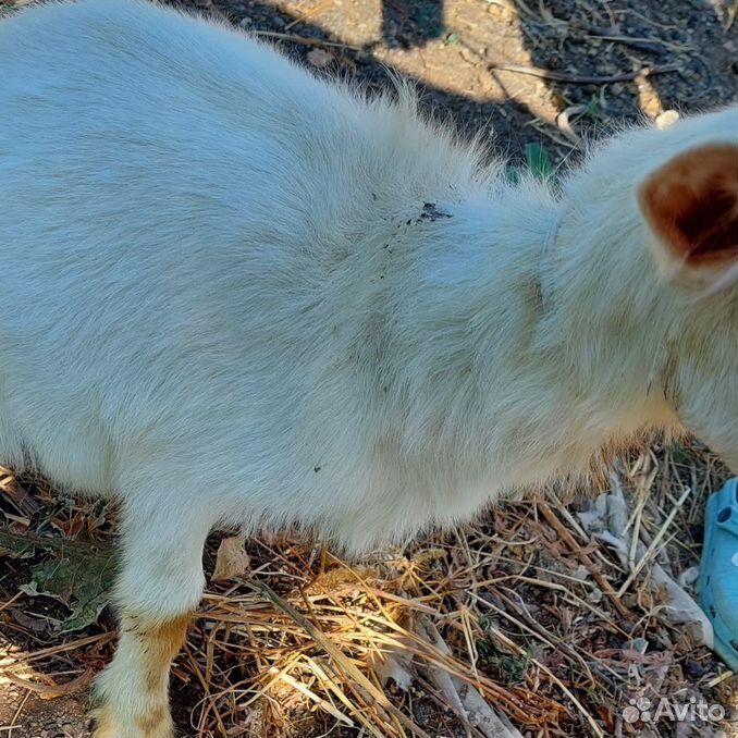 Продам козлят трёх месячные, молочные