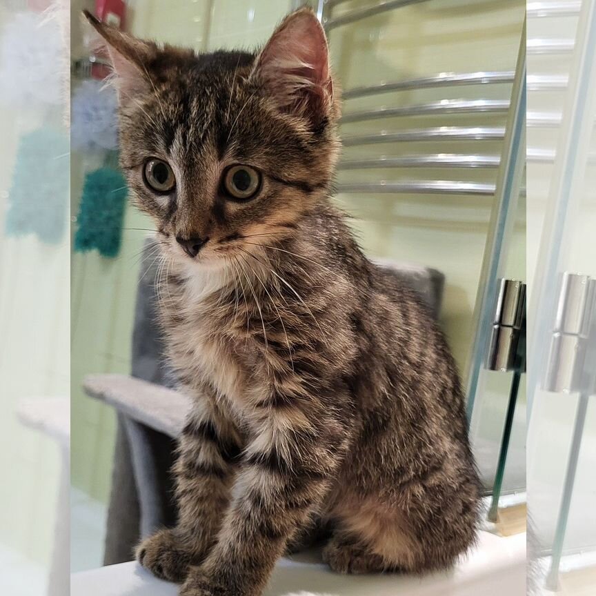 Котёнок в добрые руки