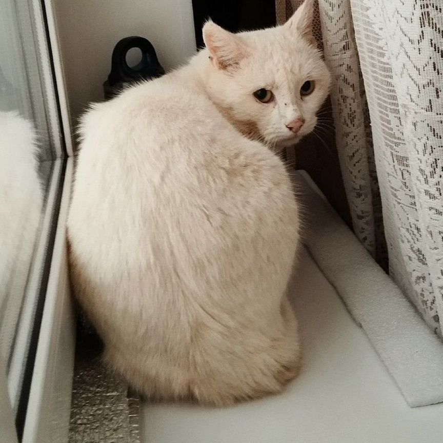 Котик в добрые рукм