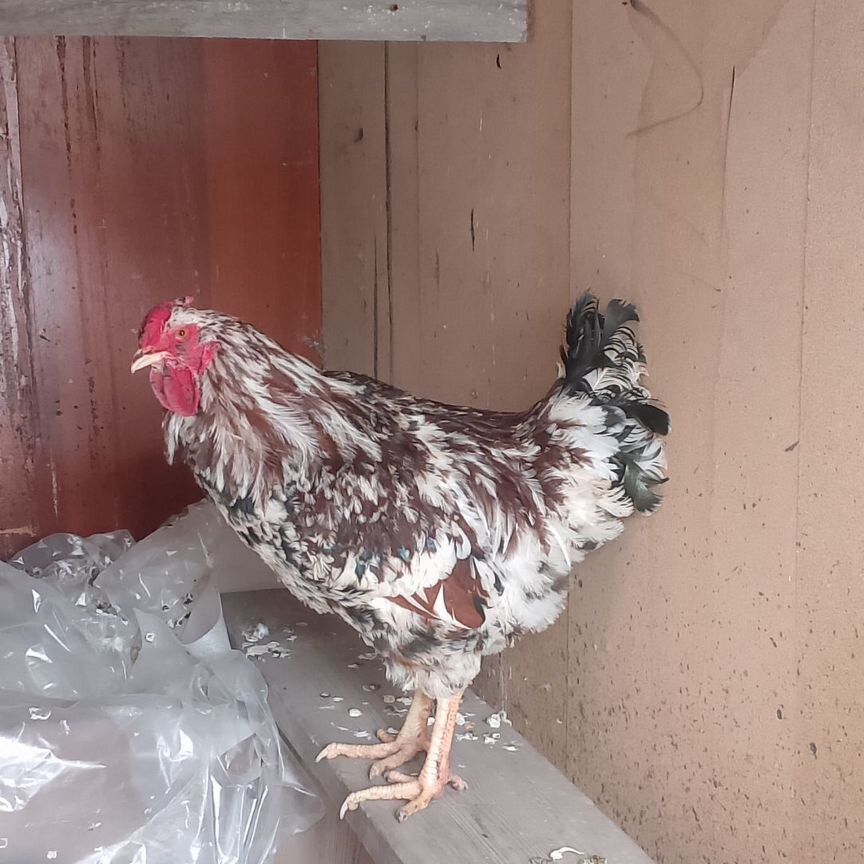 Орловский петух