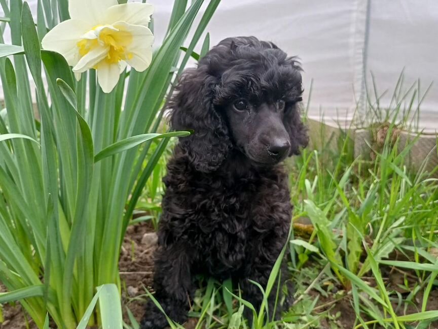 Миниатюрный пудель щенки