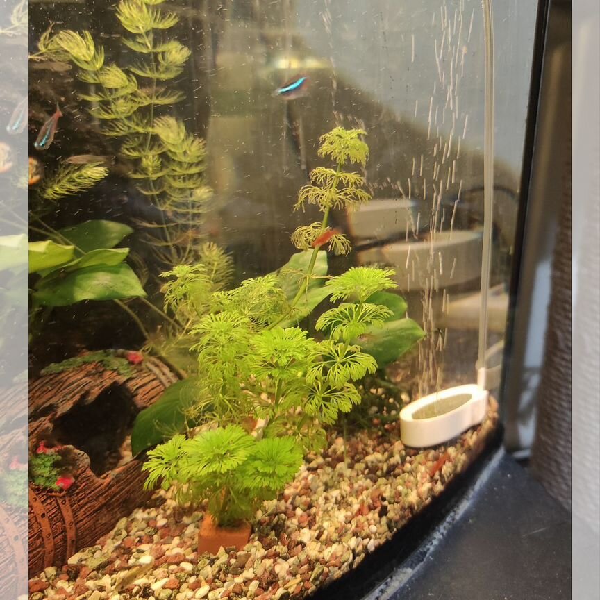 Аквариумные растения