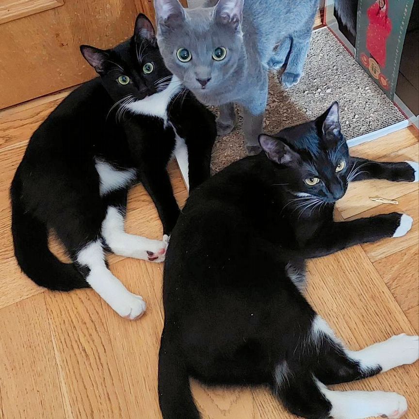 3 котёнка ищут дом