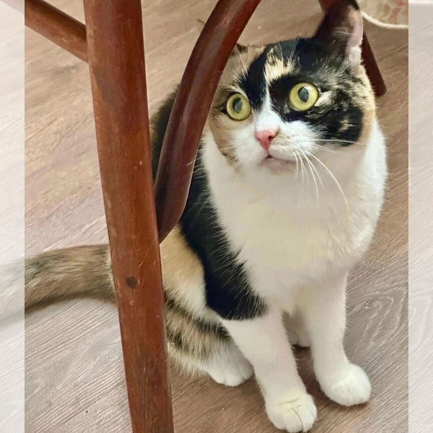 Взрослая кошка от частного владельца