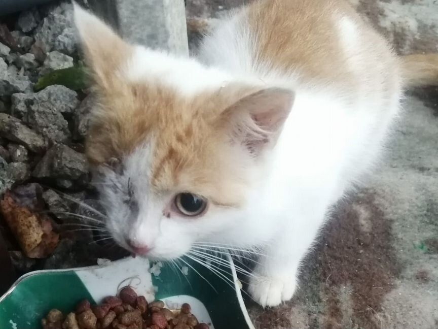 Котенок девочка