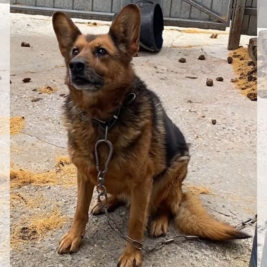 Немецкая овчарка