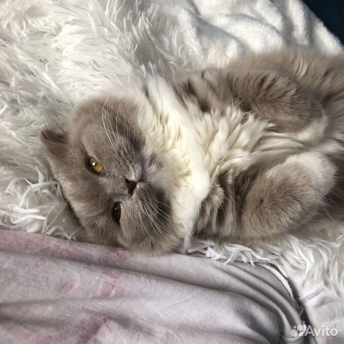 Шотланская вислоухая кошка