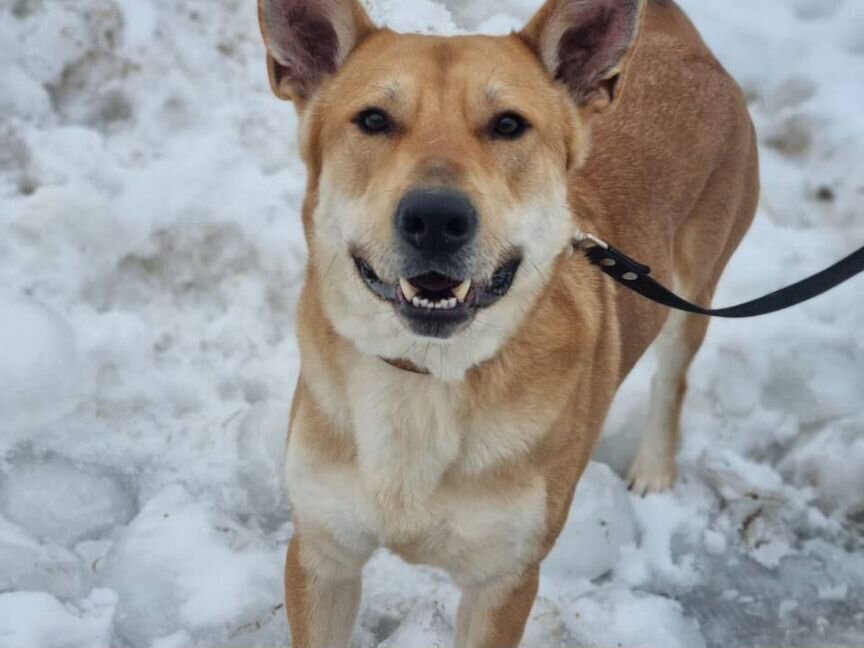 Пёс Шнапс из приюта ищет дом