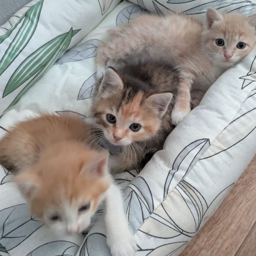 Котята в добрые руки бесплатно