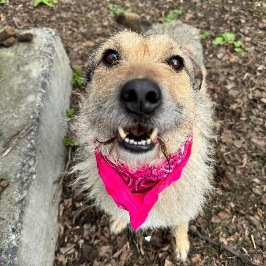 Спокойный терьер в дар из приюта