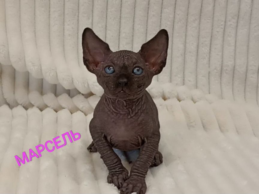 Уголёк сфинкс мальчик