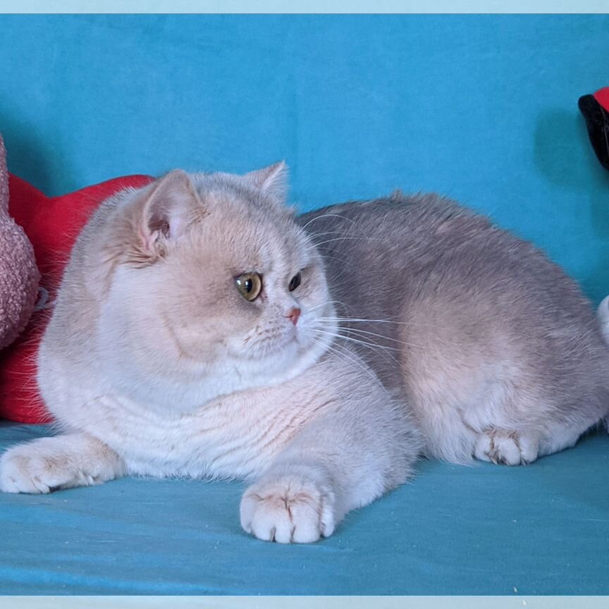 Британский короткошёрстный, взрослый кот