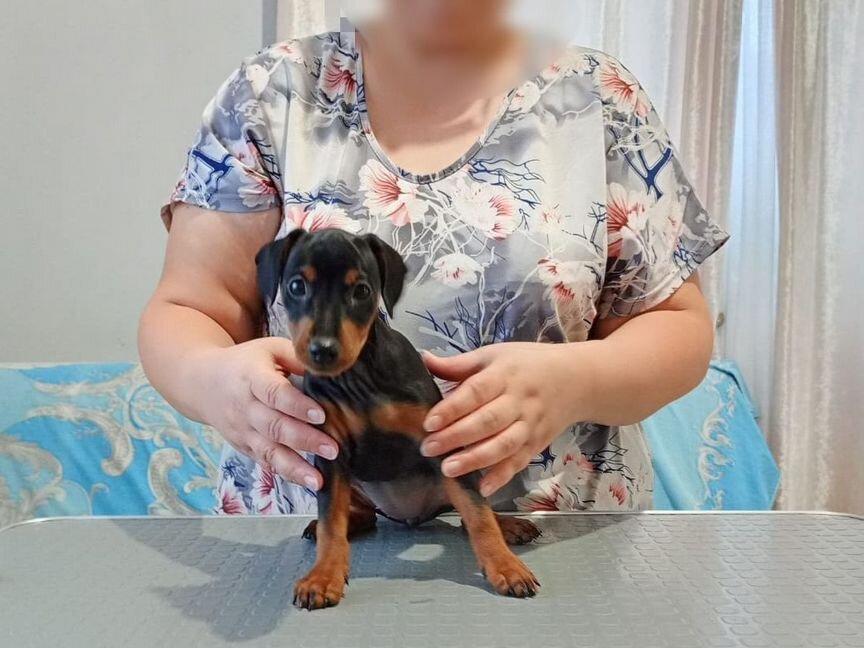 Щенок цвергпинчера