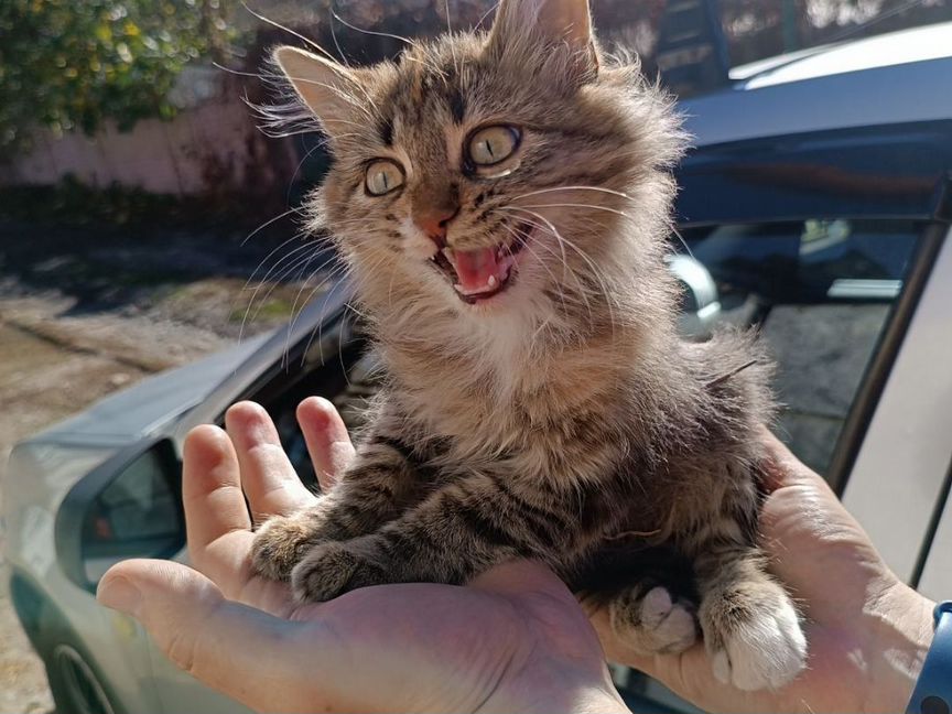 Котëнок(кошечка)