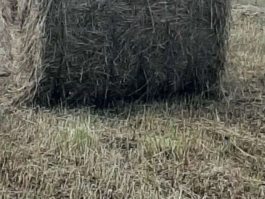 Сено и солома