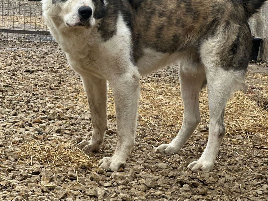 Среднеазиатская овчарка