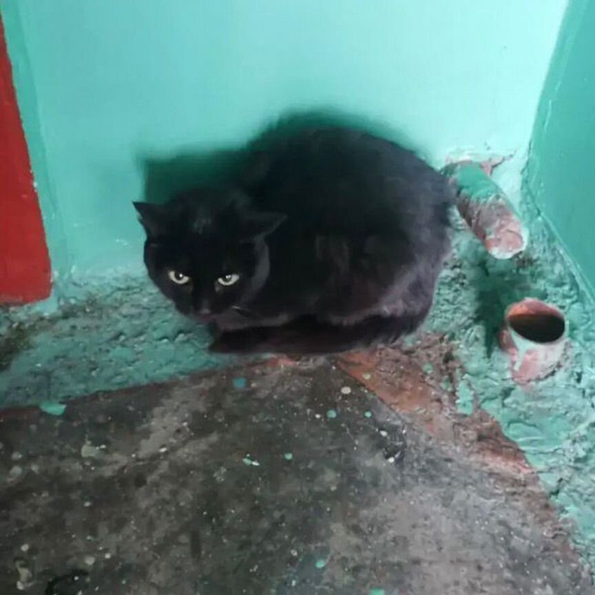 Взрослая, кошка в добрые руки