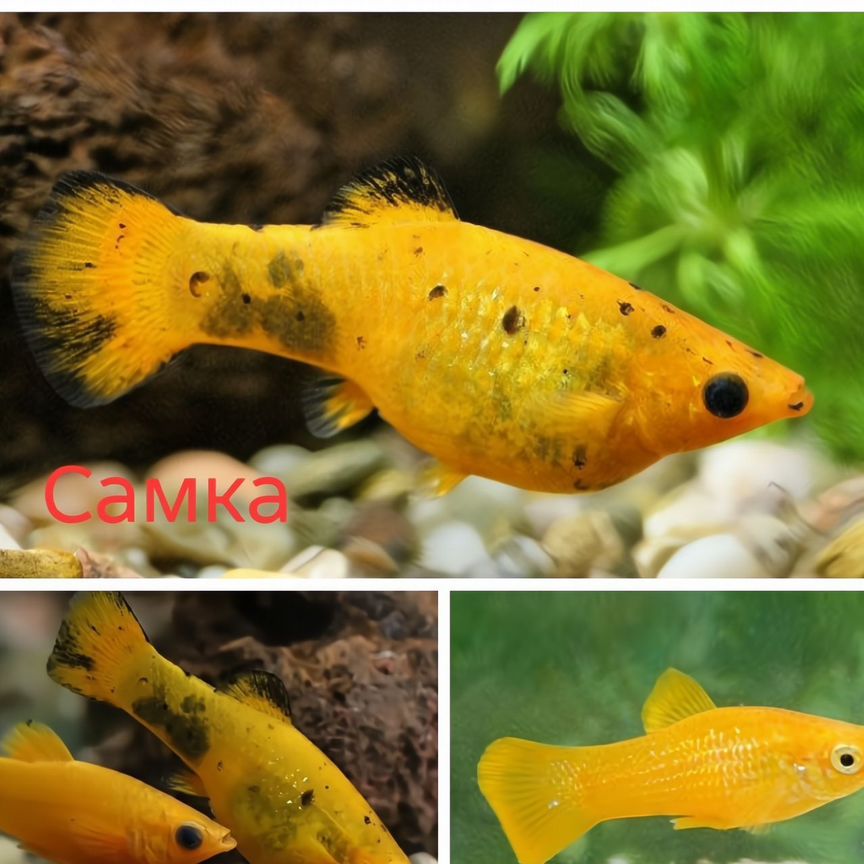 Моллинезия желтая