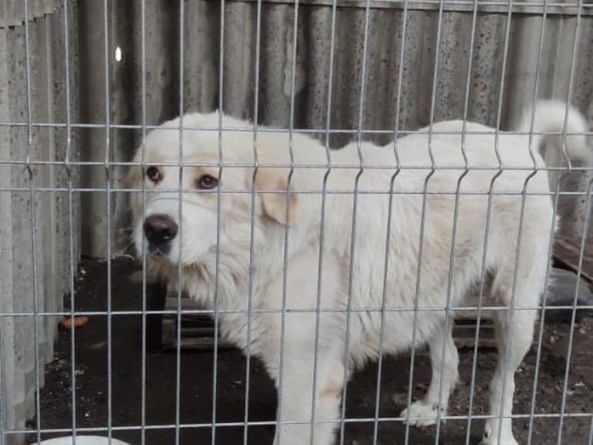 Найдена пиренейская горная собака