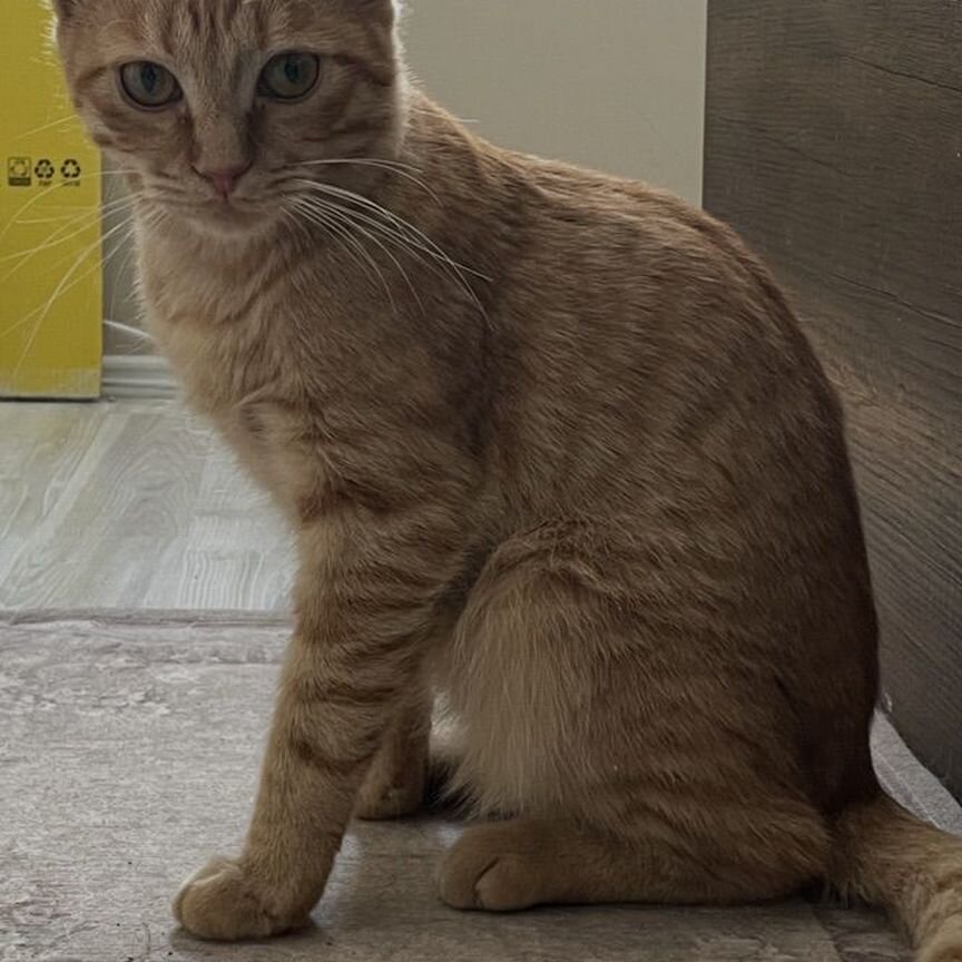 Рыжий котенок в добрые руки