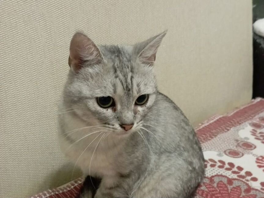 Британская