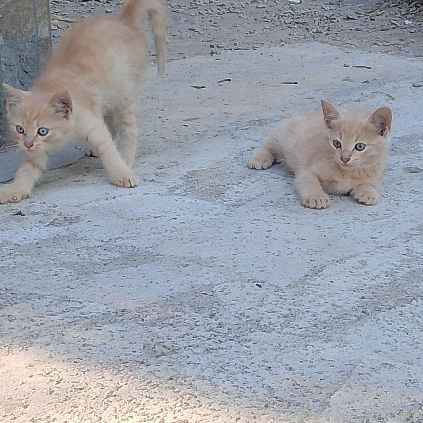 Котята в добрые руки даром