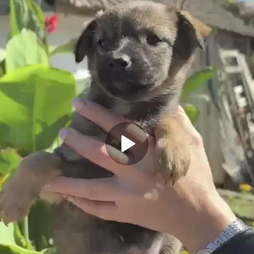Щенки бесплатно