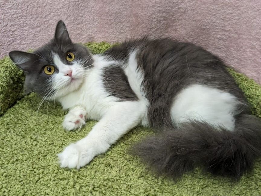 Кошки в добрые руки