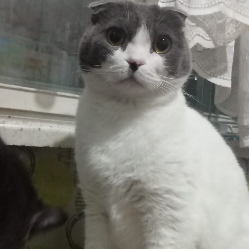 Кот Яша