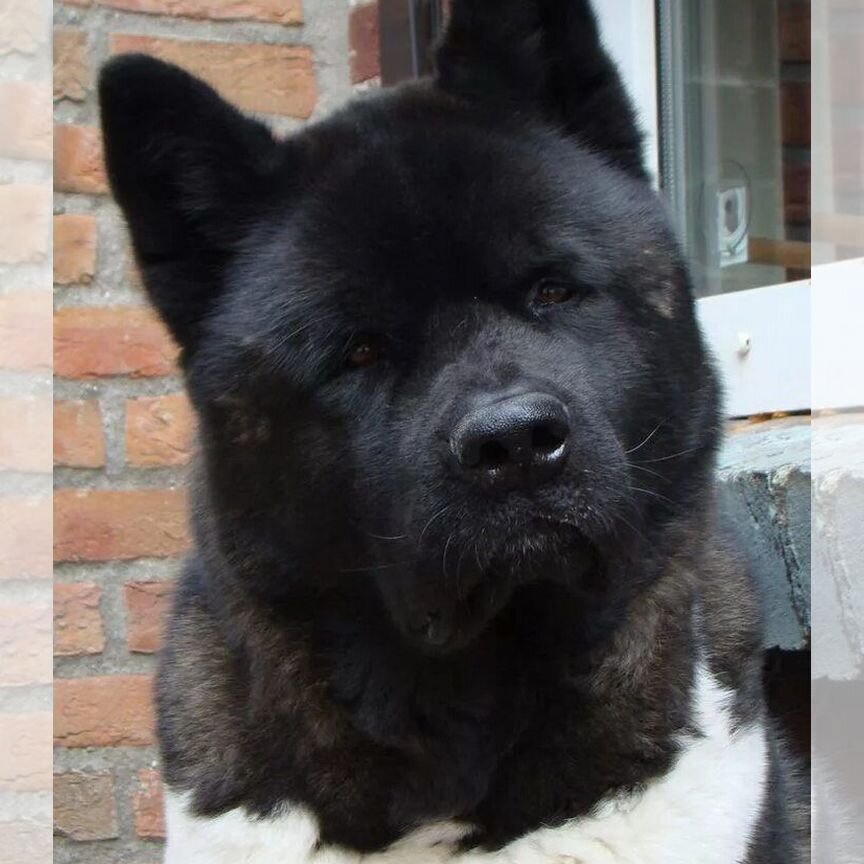 Американская акита, взрослая собака