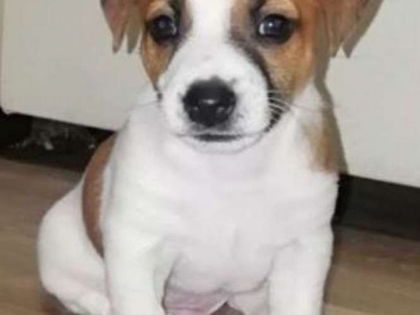 Джек Рассел терьер