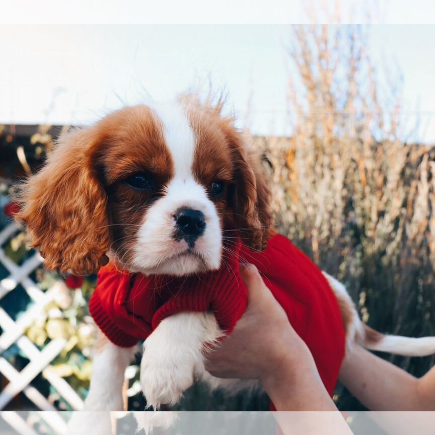 Кинг чарльз спаниель - королевских кровей