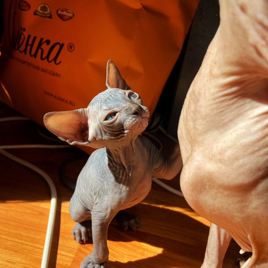 Канадский сфинкс